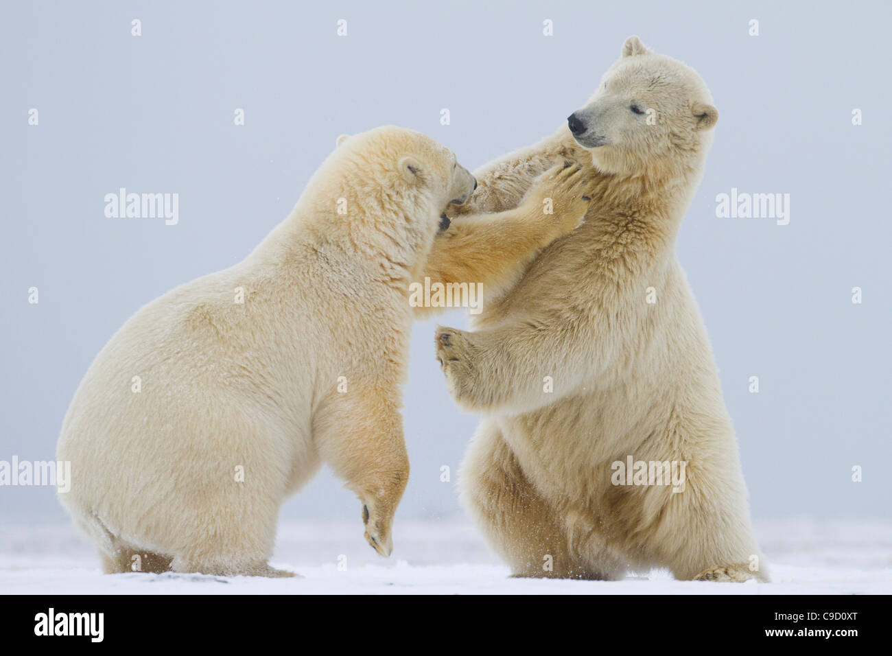Two Polar Bears (Ursus maritimus) playfully fighting in arctic snow on a beach at Kaktovik ...