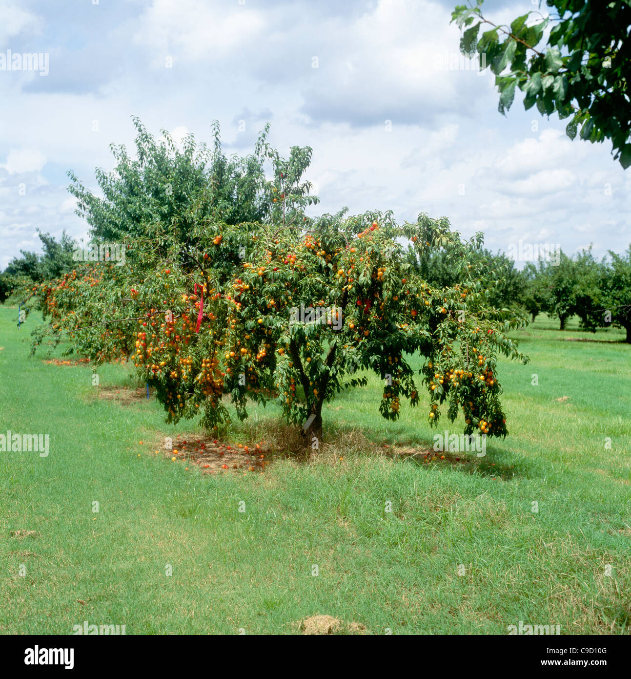 Blue goose plums hi-res stock photography and images - Alamy