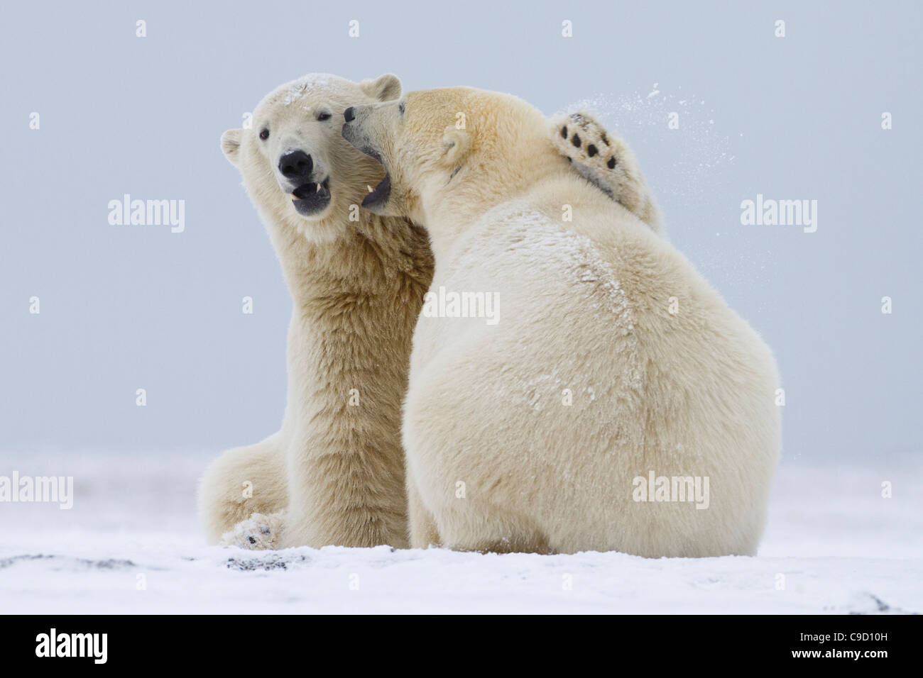 Two Polar Bears (Ursus maritimus) playfully fighting in arctic snow on ...