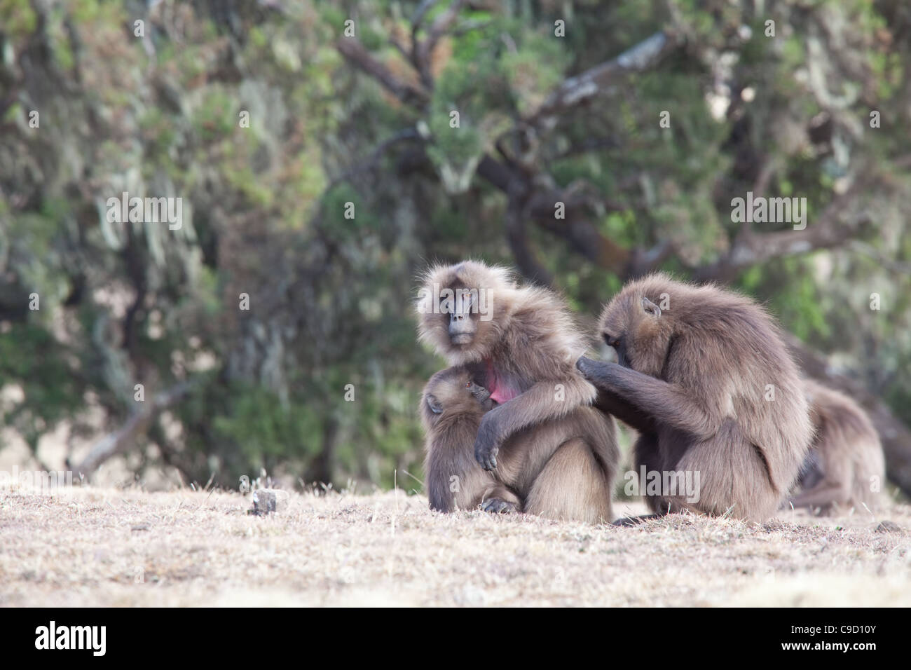 Gelada Baboon, Simien Mountain, Ethiopia Stock Photo - Alamy
