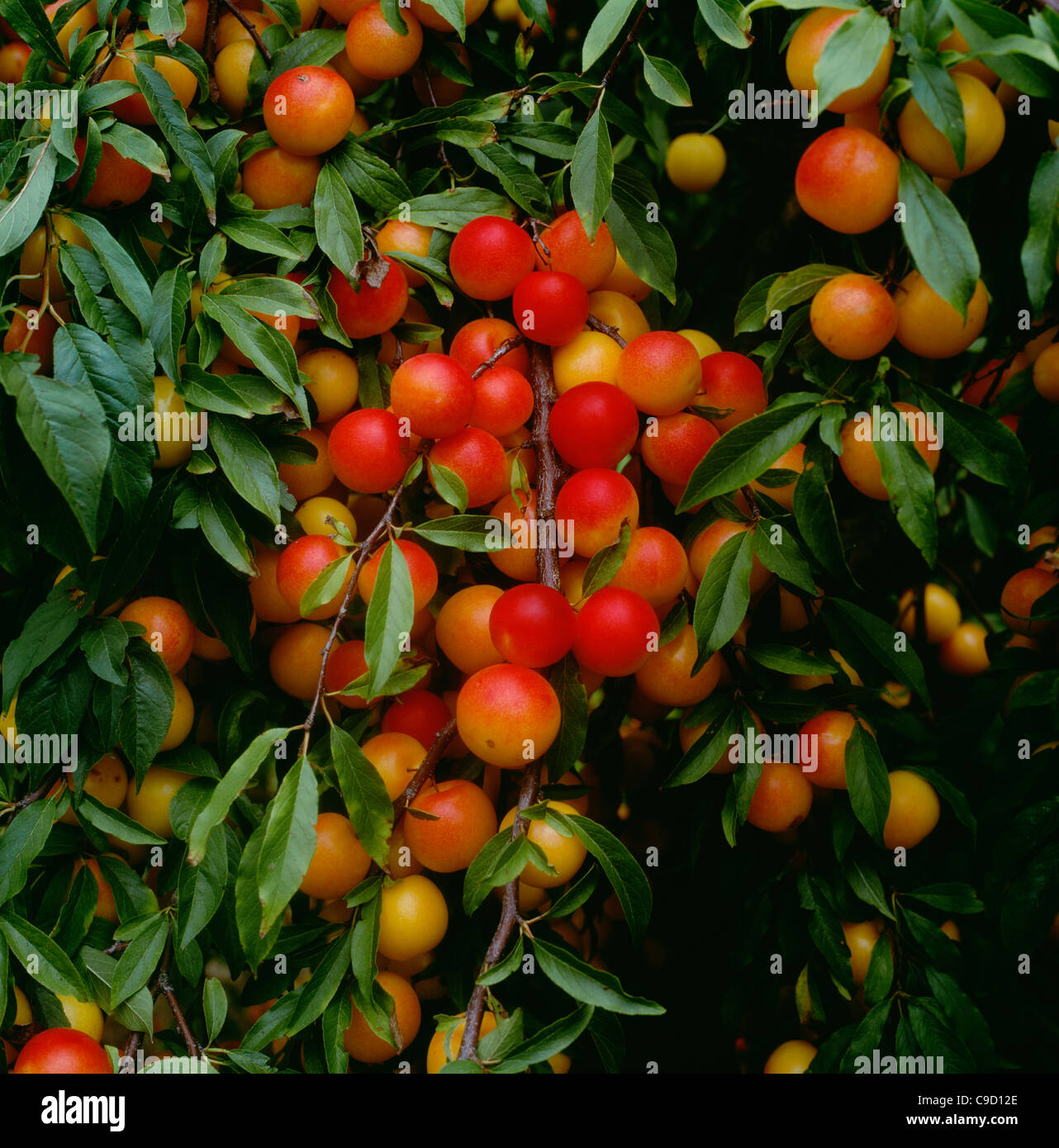 Blue Goose plums Stock Photo - Alamy