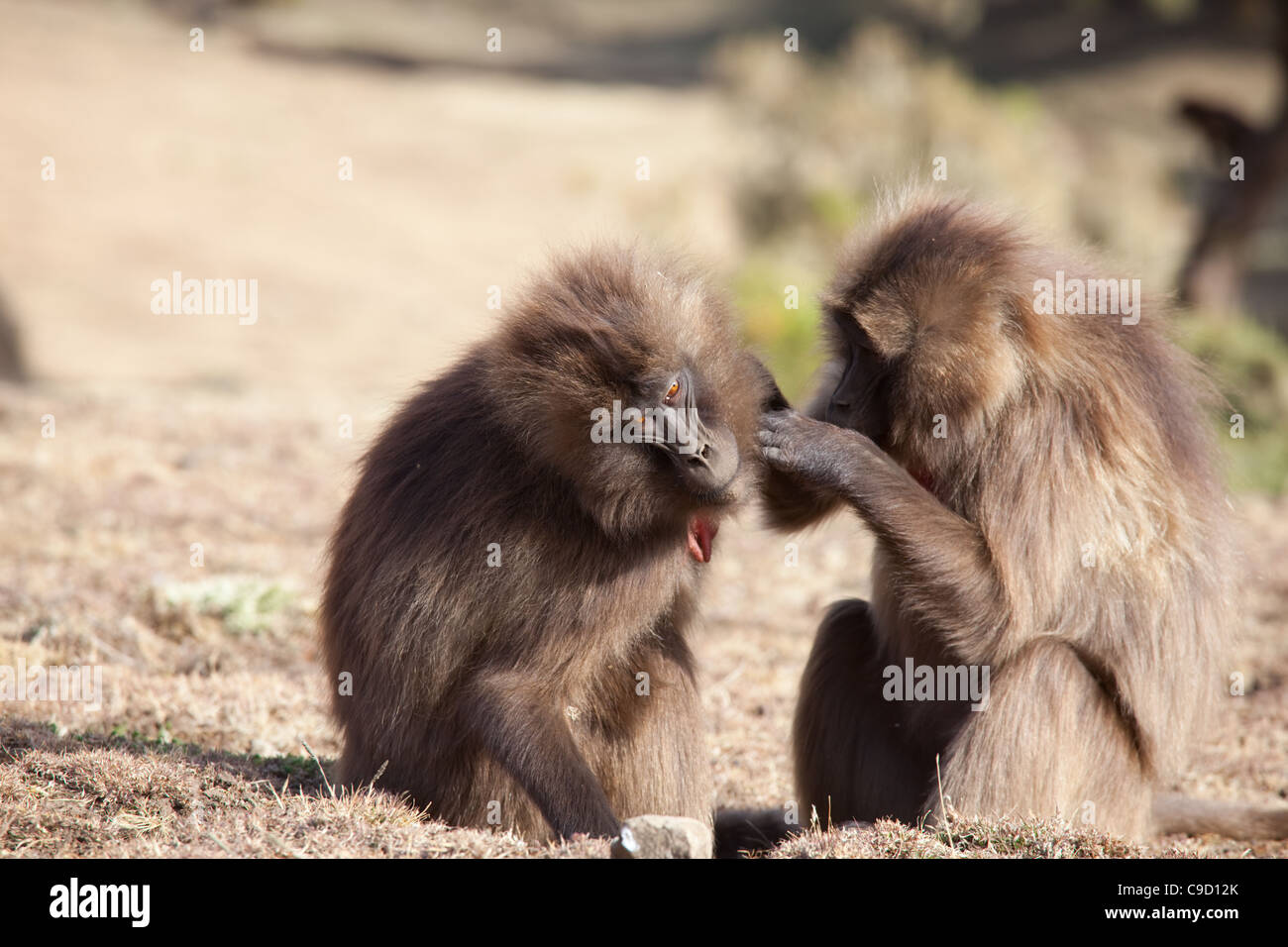Gelada Baboon, Simien Mountain, Ethiopia Stock Photo - Alamy