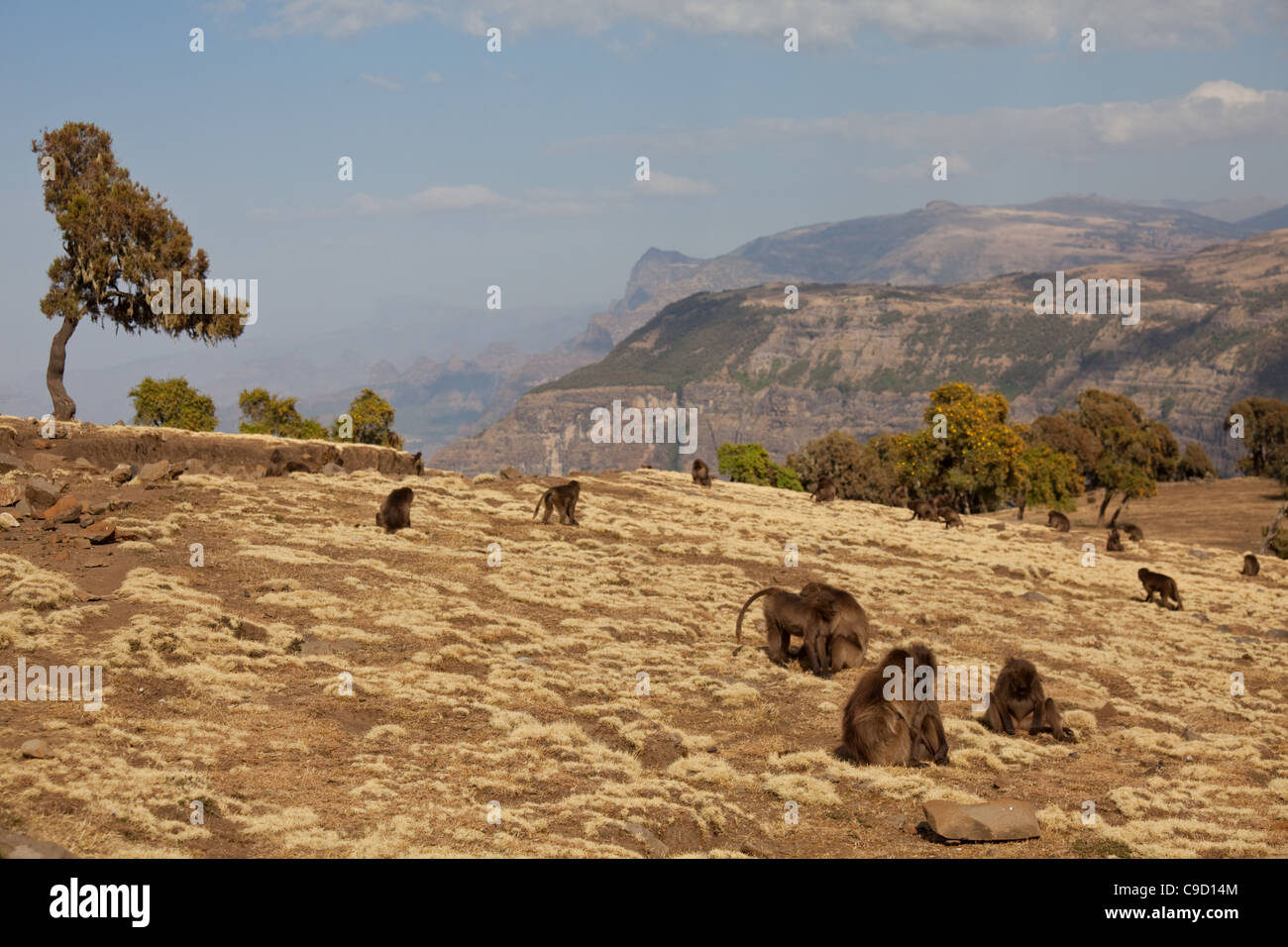 Baboon wildlife ethiopia monkey hi-res stock photography and images - Alamy