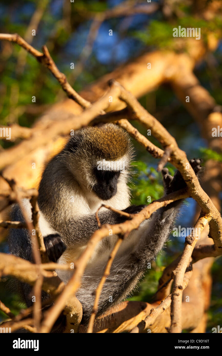 Nakuru monkey hi-res stock photography and images - Alamy