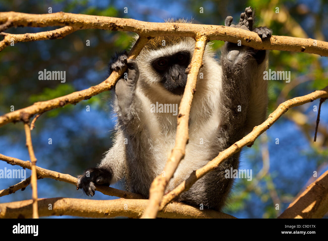 Nakuru monkey hi-res stock photography and images - Alamy