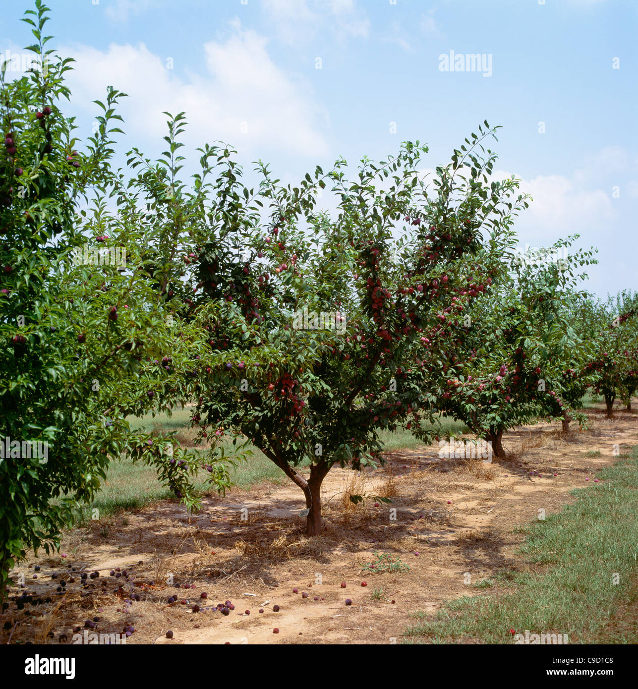 Plum tree nutritious plums hi-res stock photography and images - Alamy