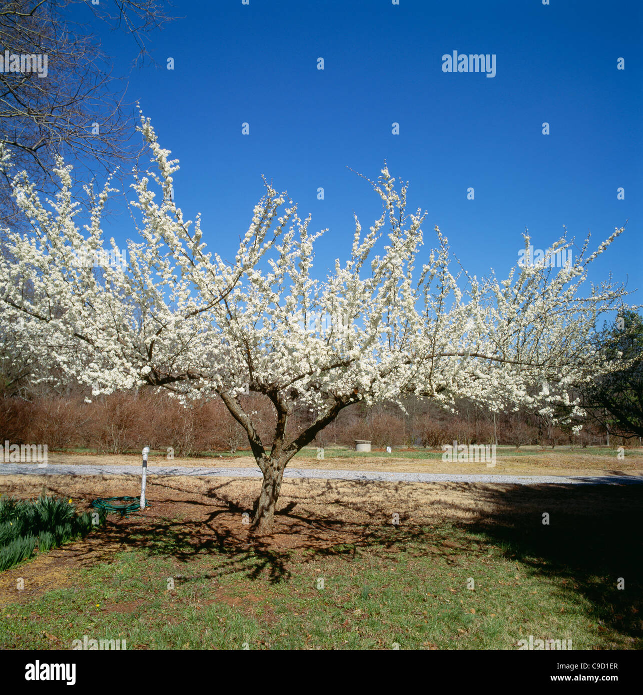 Plum trees in bloom Stock Photo - Alamy