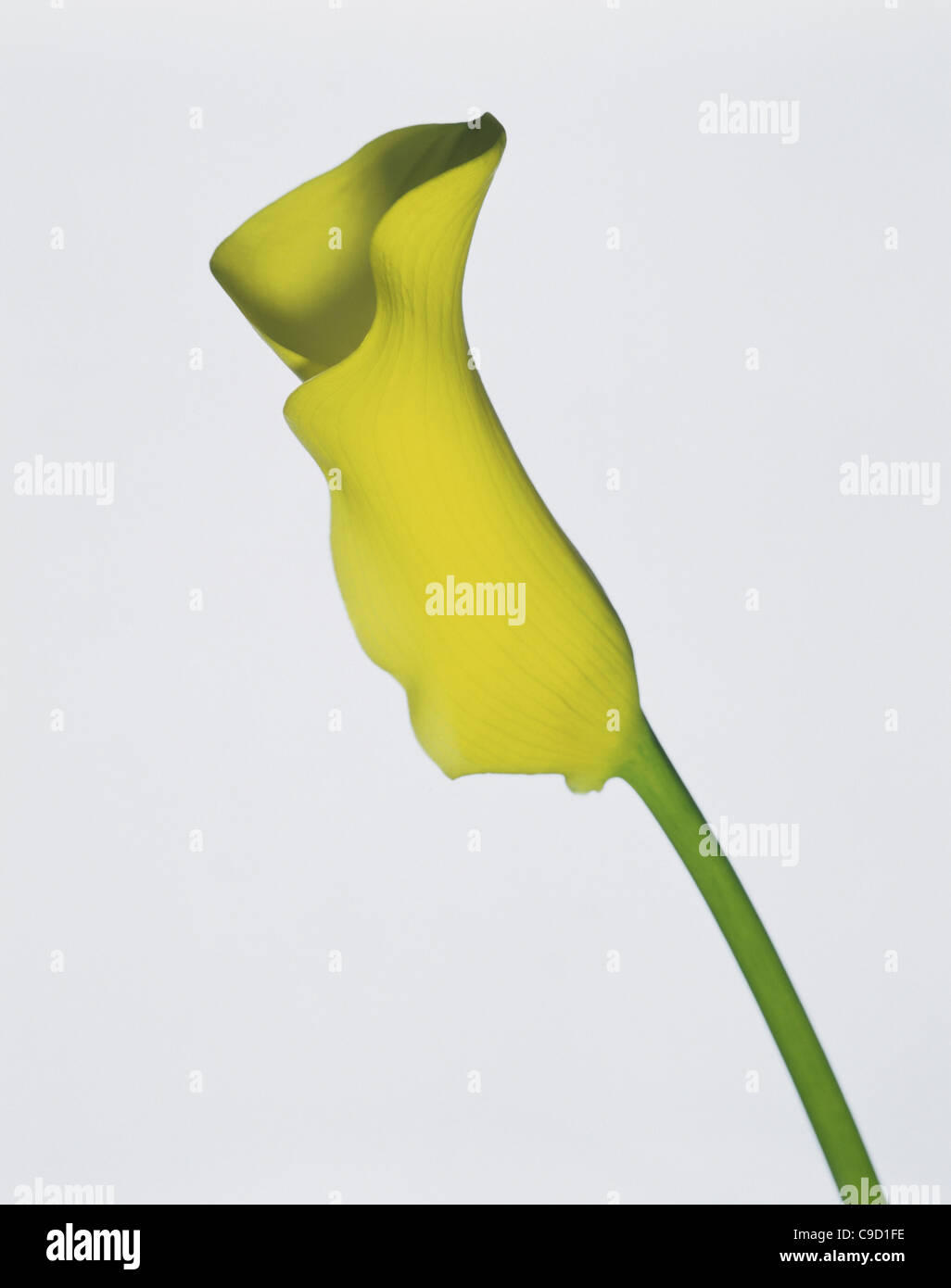 Close-up of a calla lily flower Stock Photo - Alamy