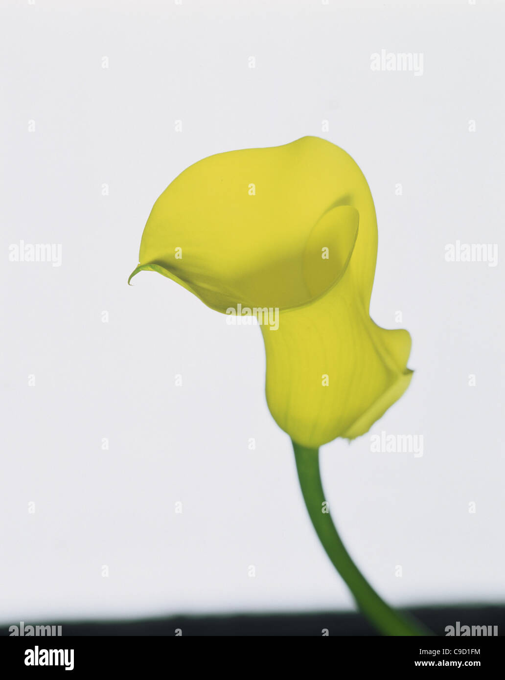 Close-up of a calla lily flower Stock Photo - Alamy