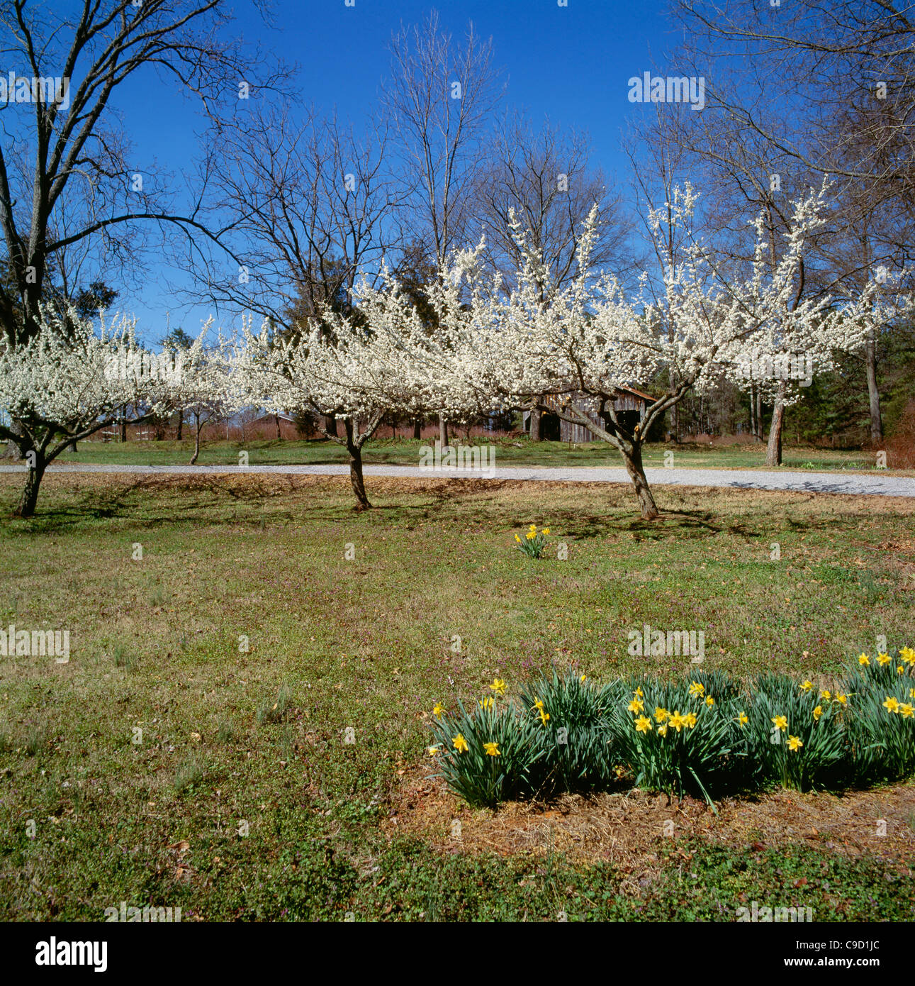 Plum trees in bloom Stock Photo - Alamy