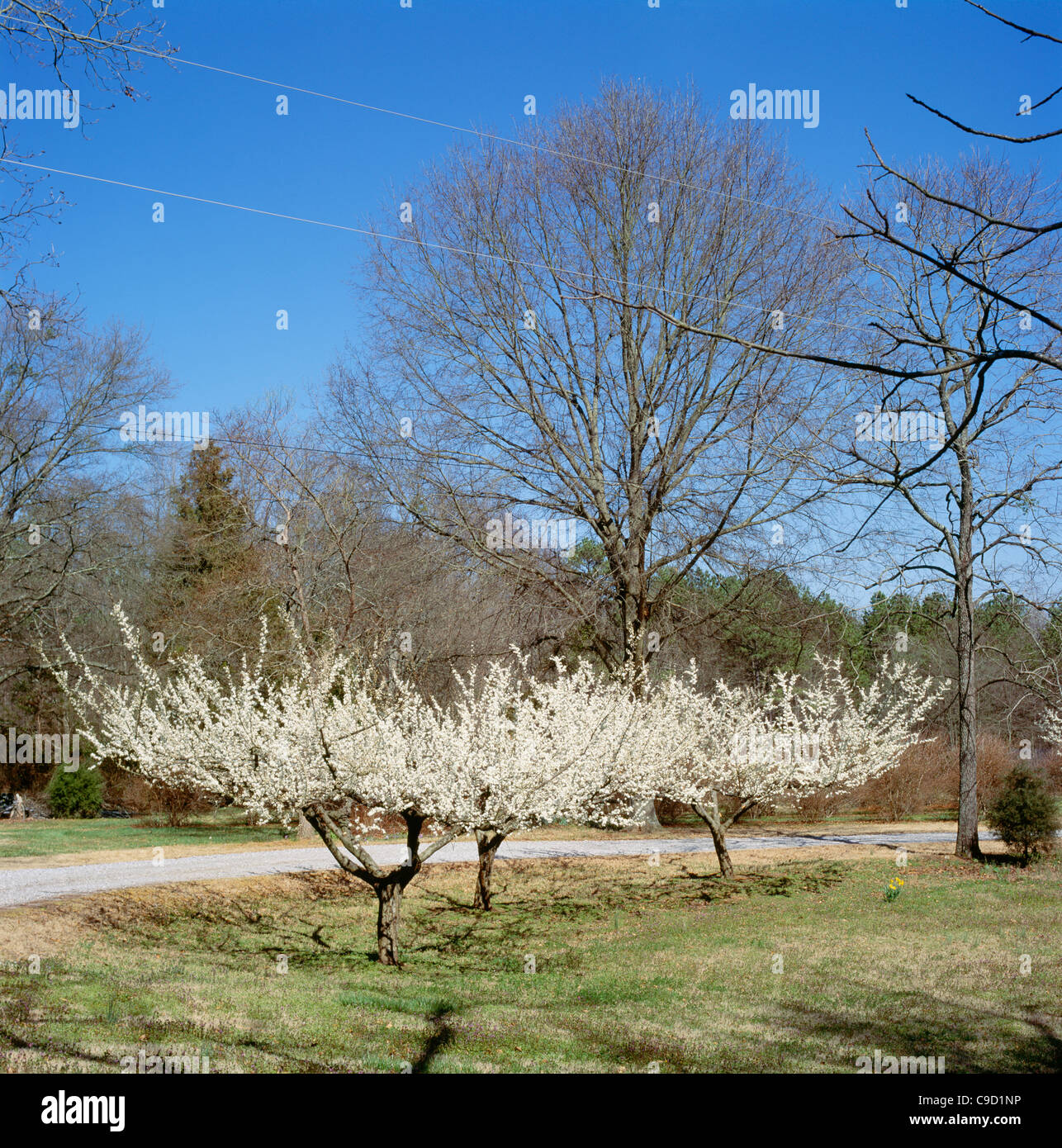 Plum trees in bloom Stock Photo - Alamy
