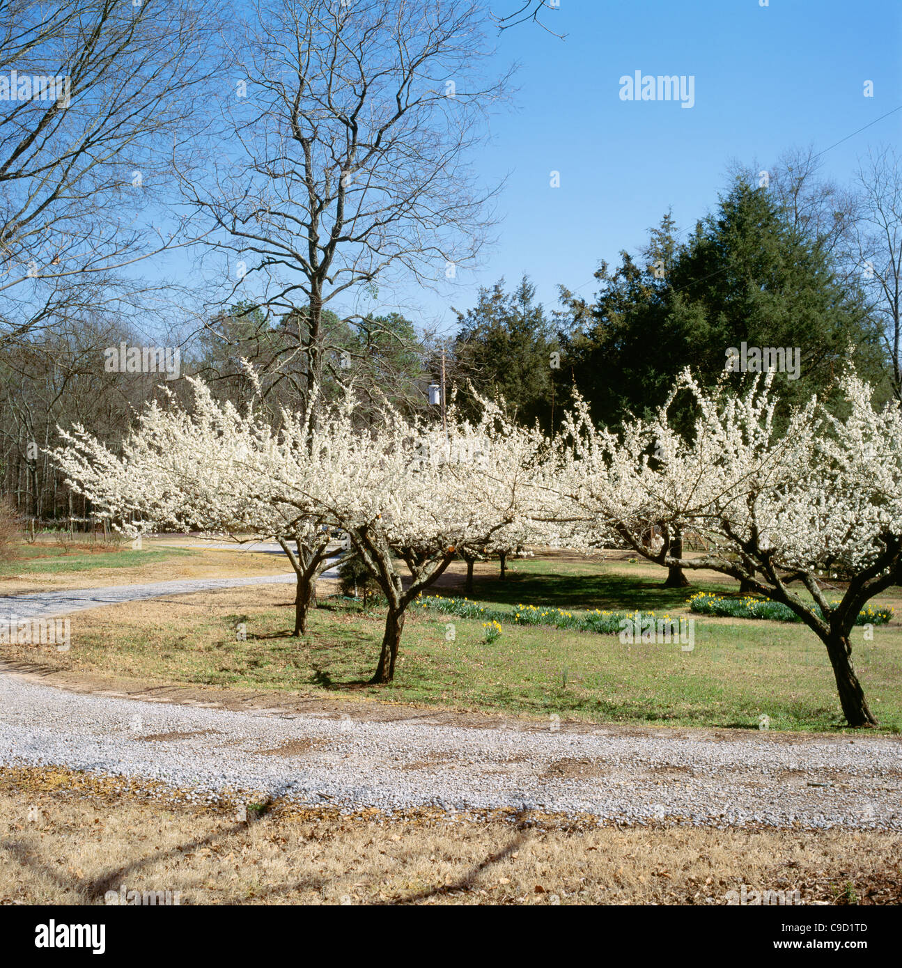 Plum trees in bloom orchard Stock Photo - Alamy