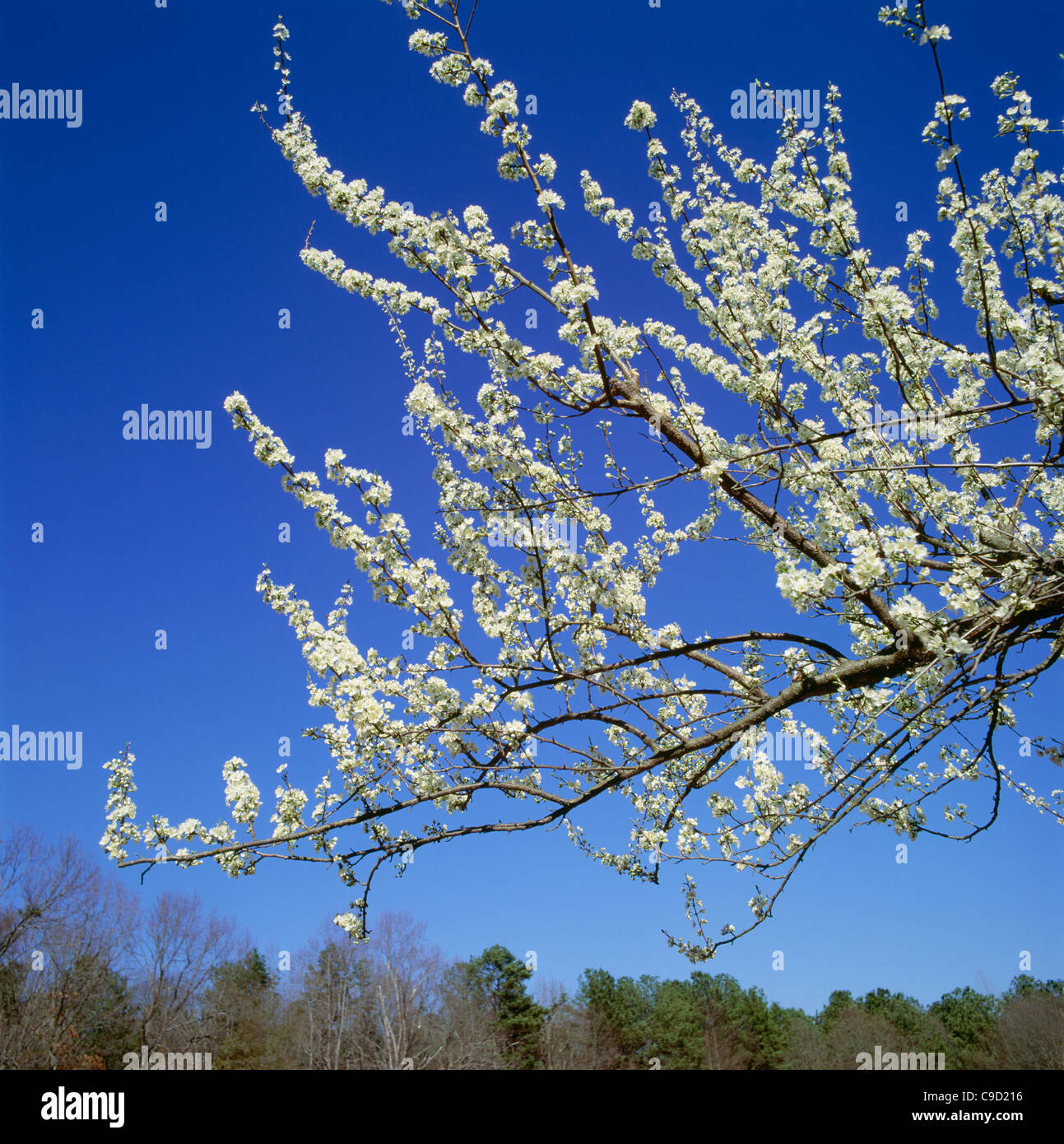 plum tree in bloom Stock Photo - Alamy