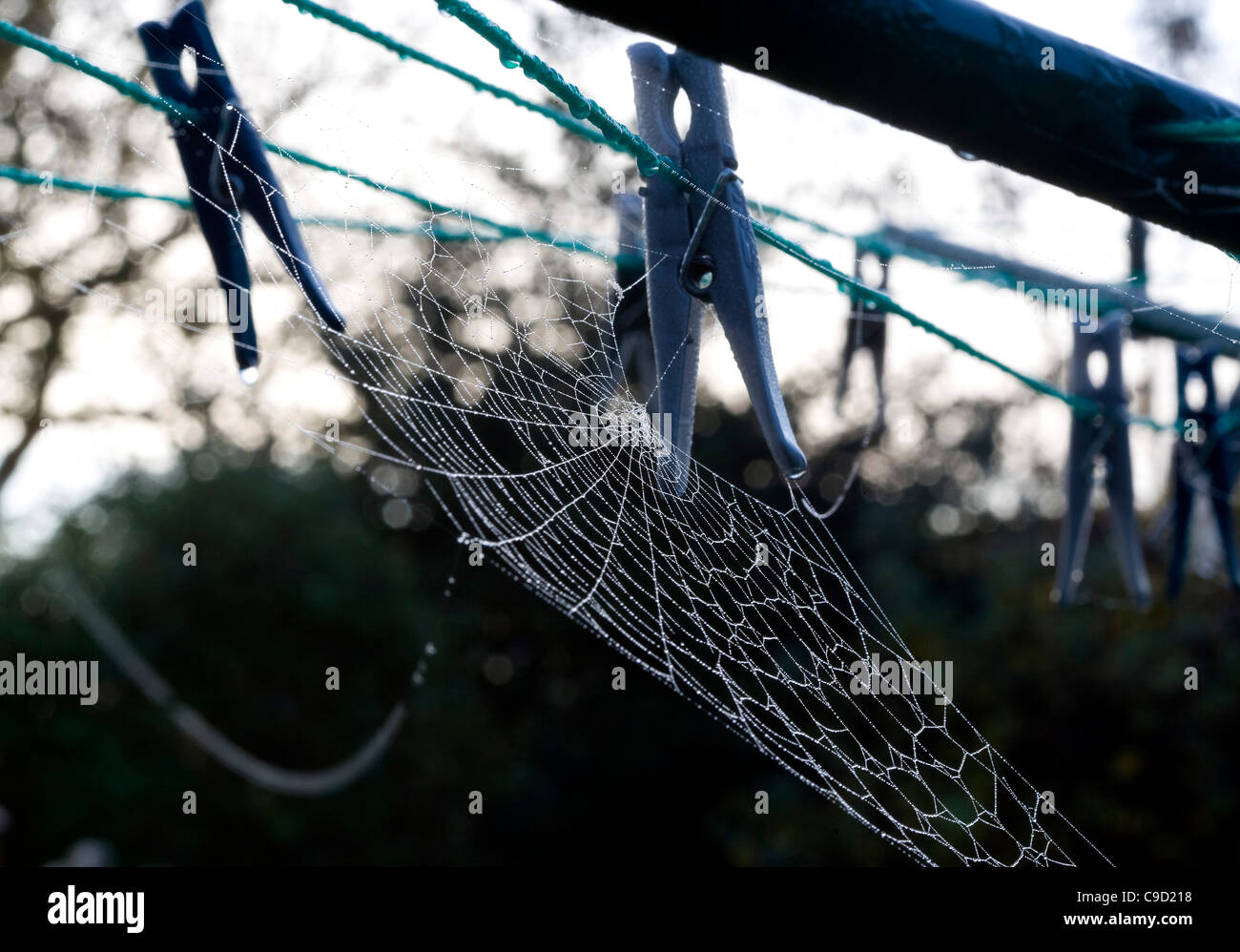 A garden rotary clothes line covered in dewy spiders web Stock Photo ...