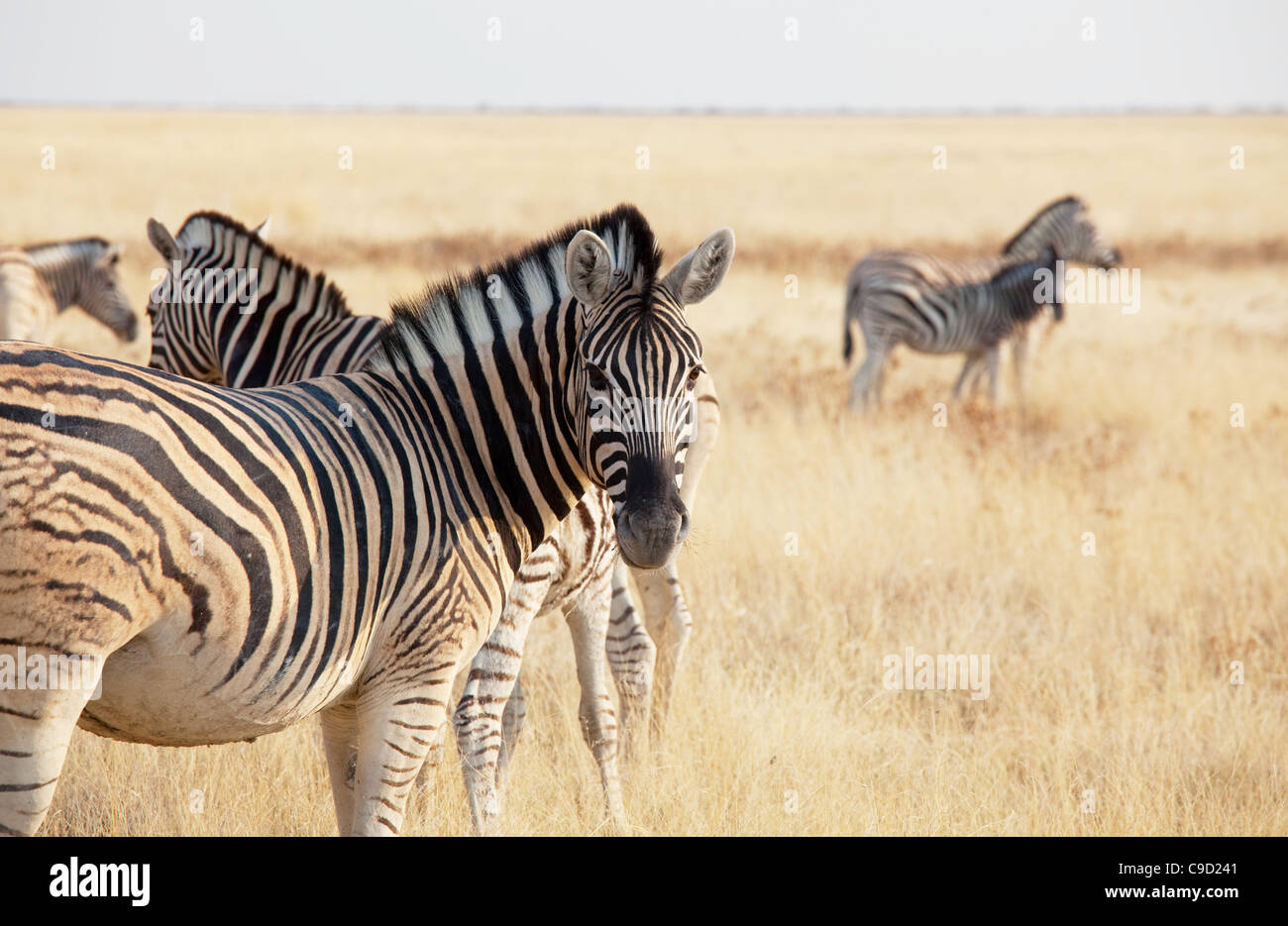 zebra crew in Etosha National Park,Namibia Stock Photo - Alamy
