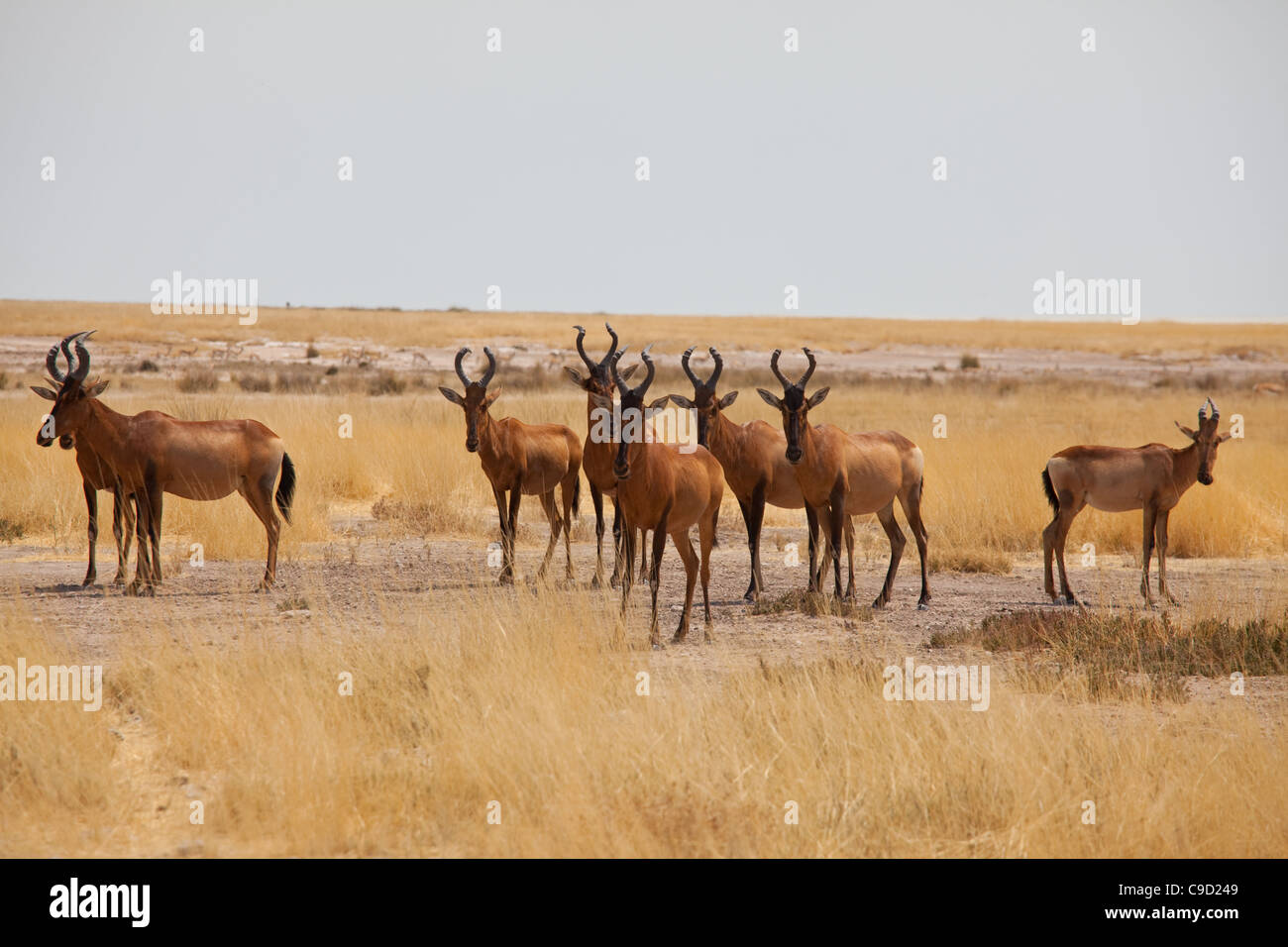 Hartebeest antelopes hi-res stock photography and images - Alamy