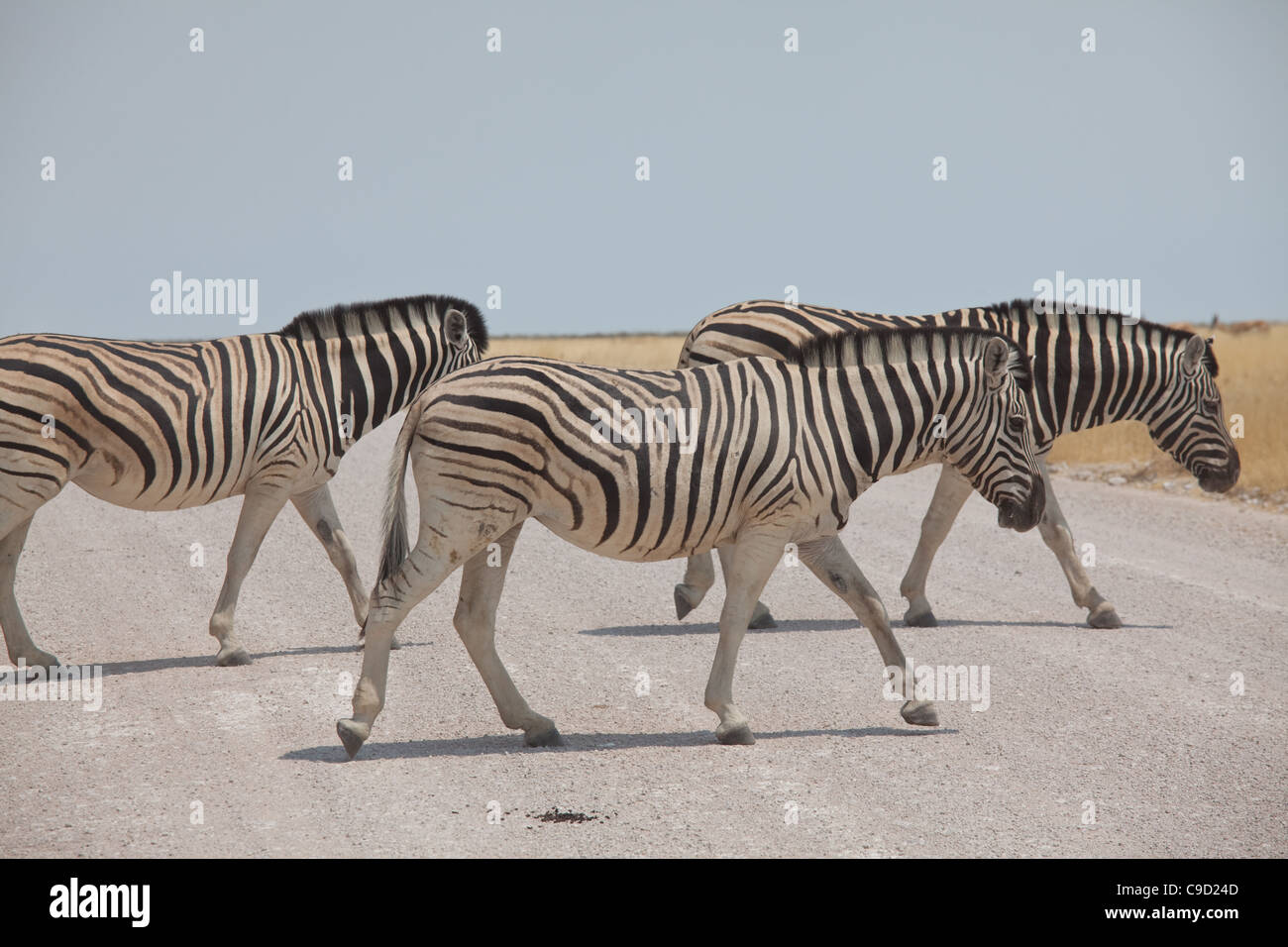 zebra crew in Etosha National Park,Namibia Stock Photo - Alamy