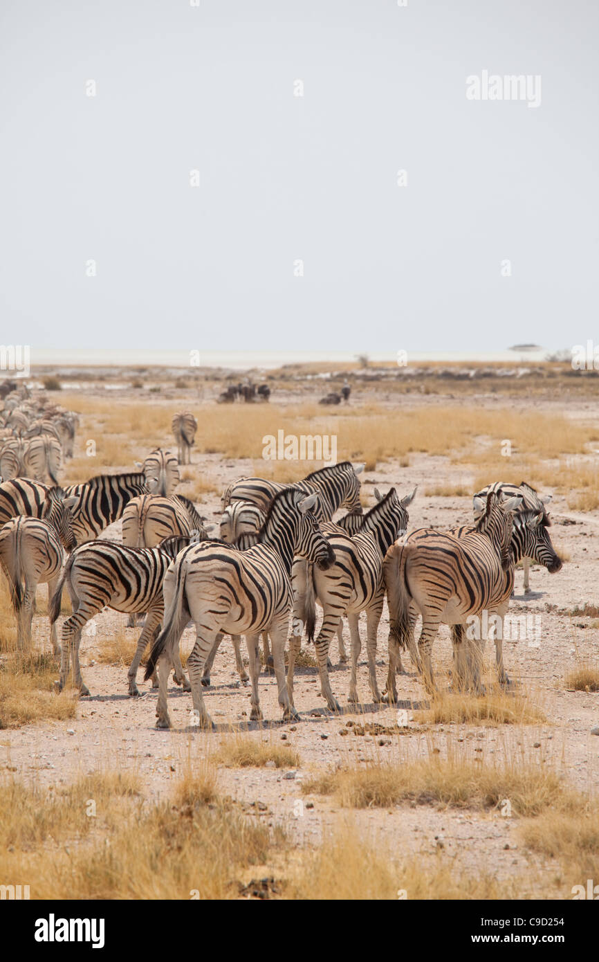 zebra crew in Etosha National Park,Namibia Stock Photo - Alamy