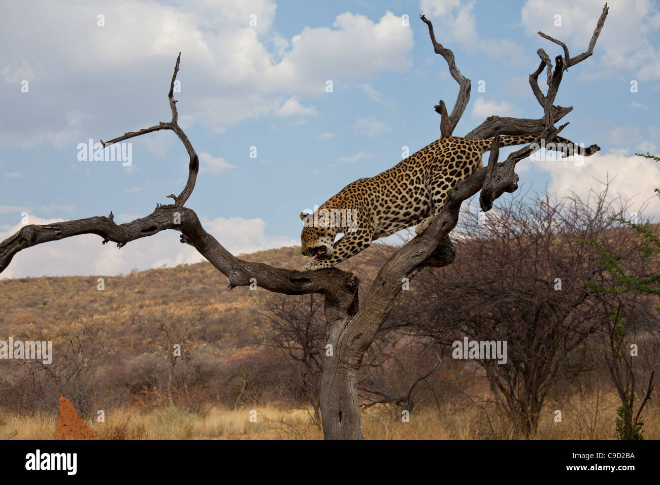 Leopard in Namibia Stock Photo - Alamy