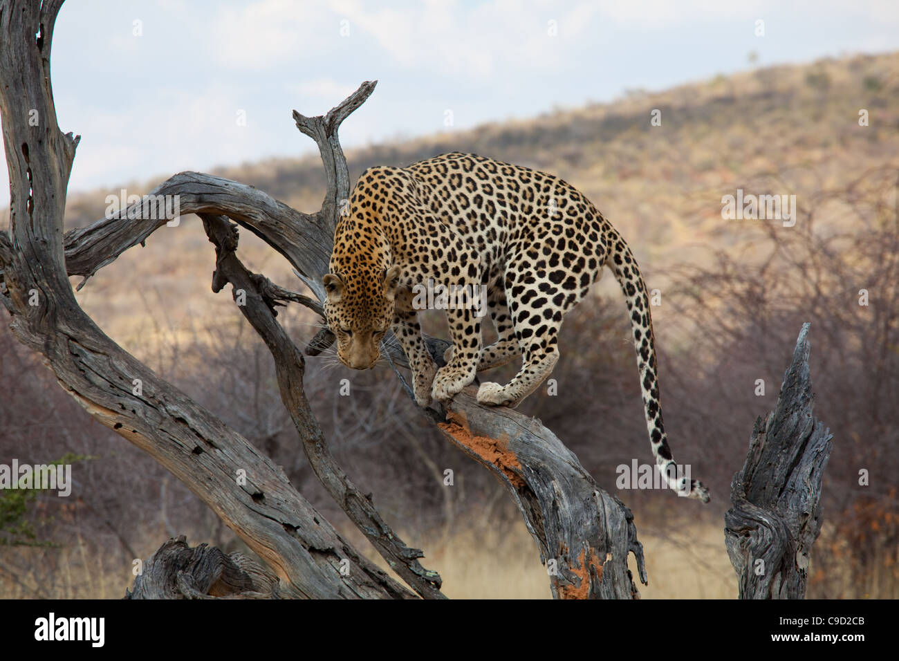 Leopard in Namibia Stock Photo - Alamy