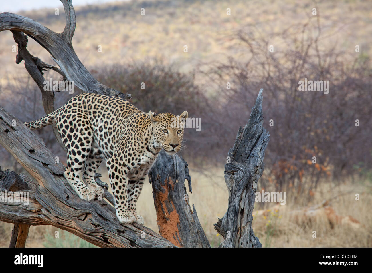 Leopard in Namibia Stock Photo - Alamy