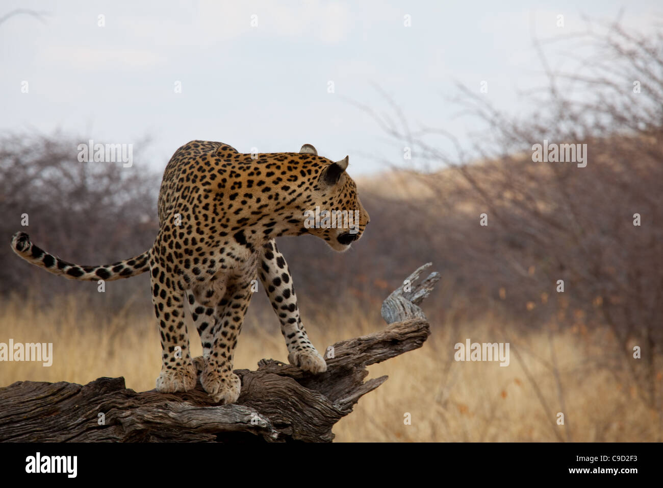 Leopard in Namibia Stock Photo - Alamy