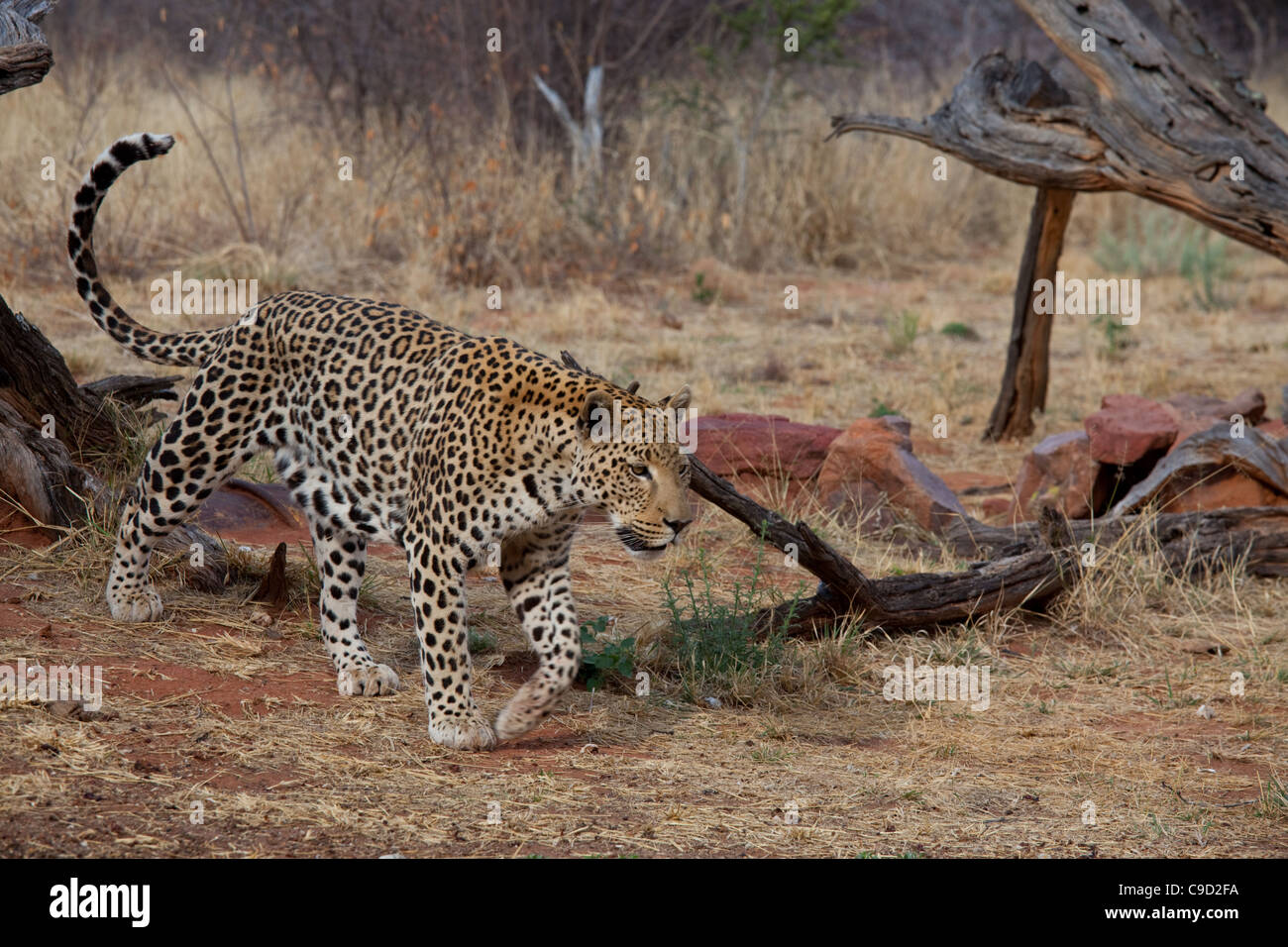 Leopard in Namibia Stock Photo - Alamy