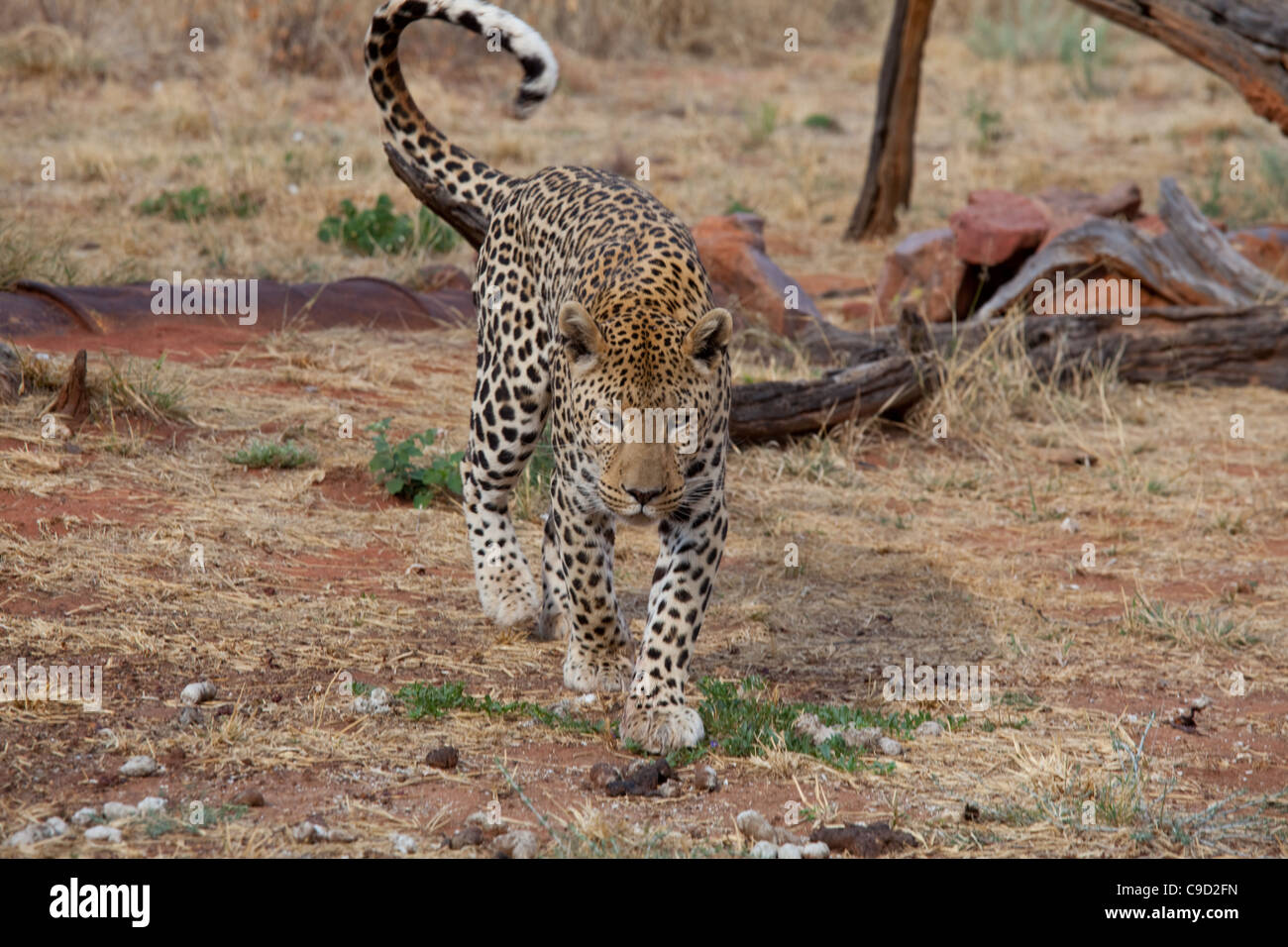 Leopard in Namibia Stock Photo - Alamy