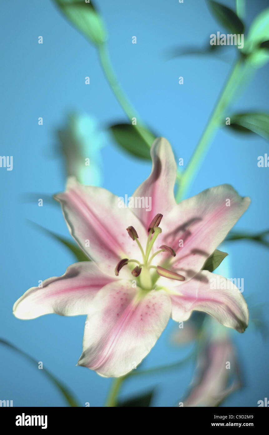 Close-up of a lily flower Stock Photo - Alamy