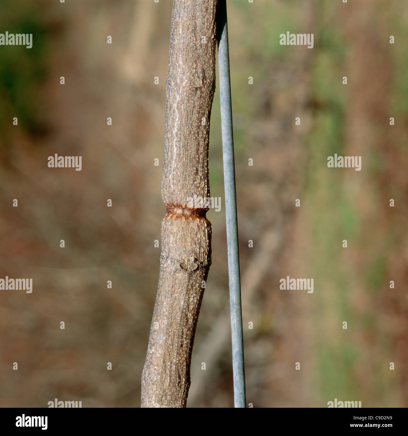 Metal Branch High Resolution Stock Photography and Images - Alamy