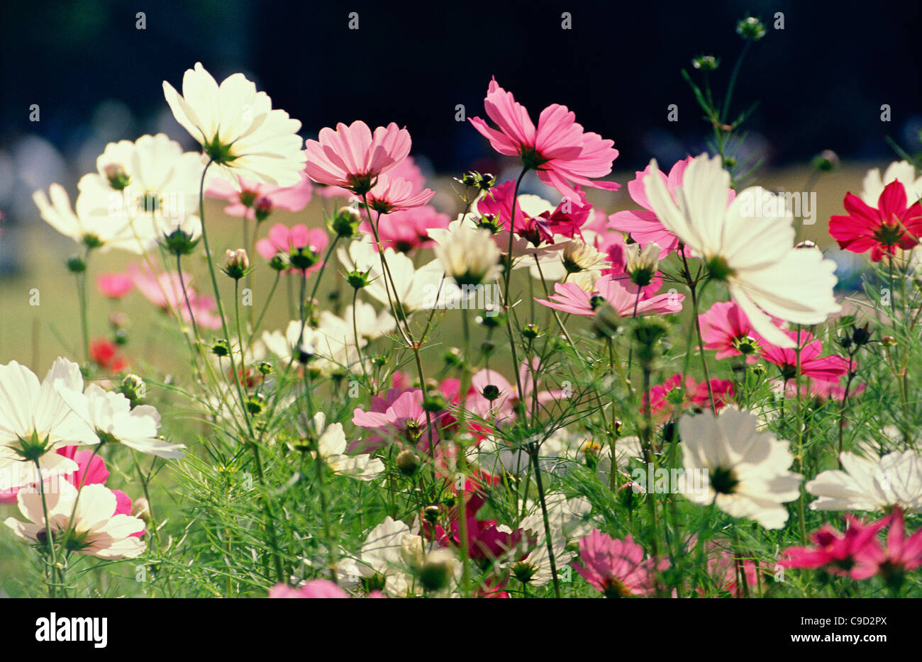 Close-up of Japanese Anemones Stock Photo - Alamy