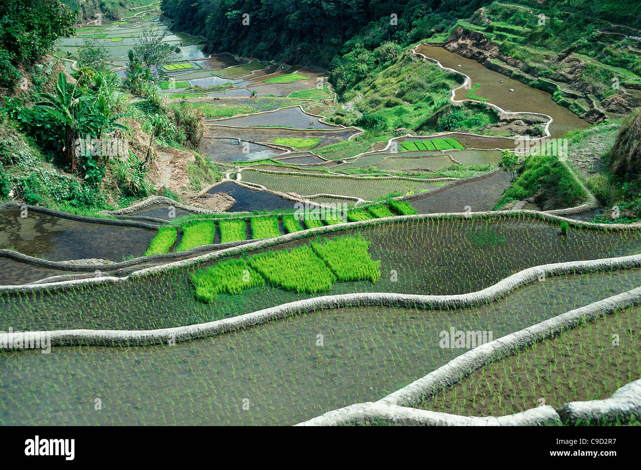 High angle view of rice fields, Banaue, Philippines Stock Photo - Alamy