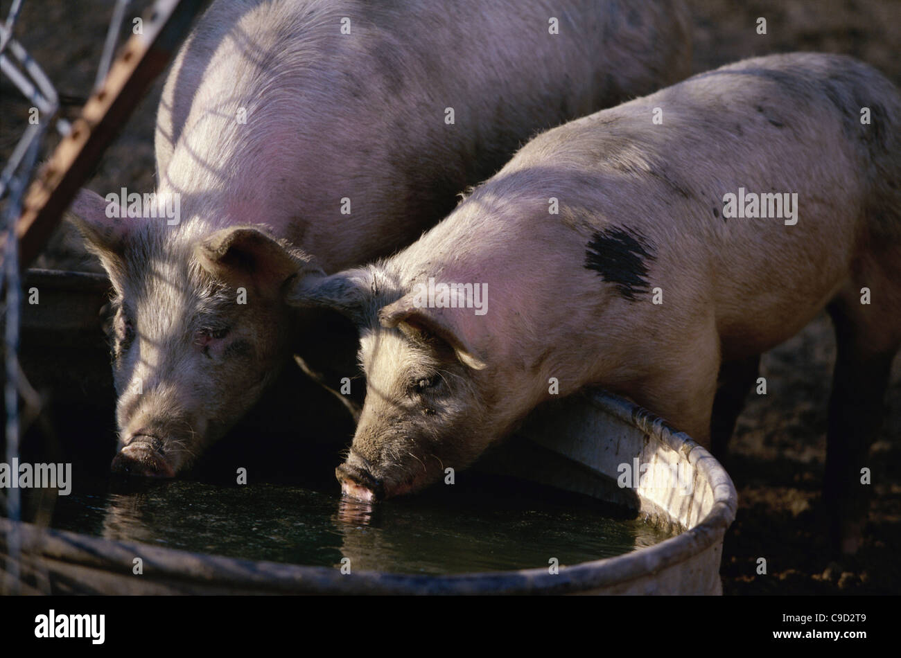 Two pigs hi-res stock photography and images - Alamy