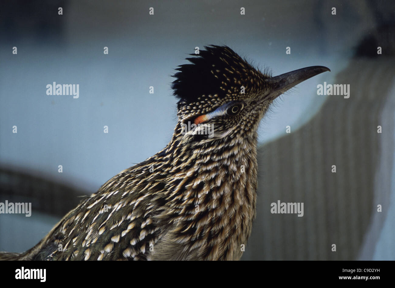 Close-up of a roadrunner Stock Photo - Alamy