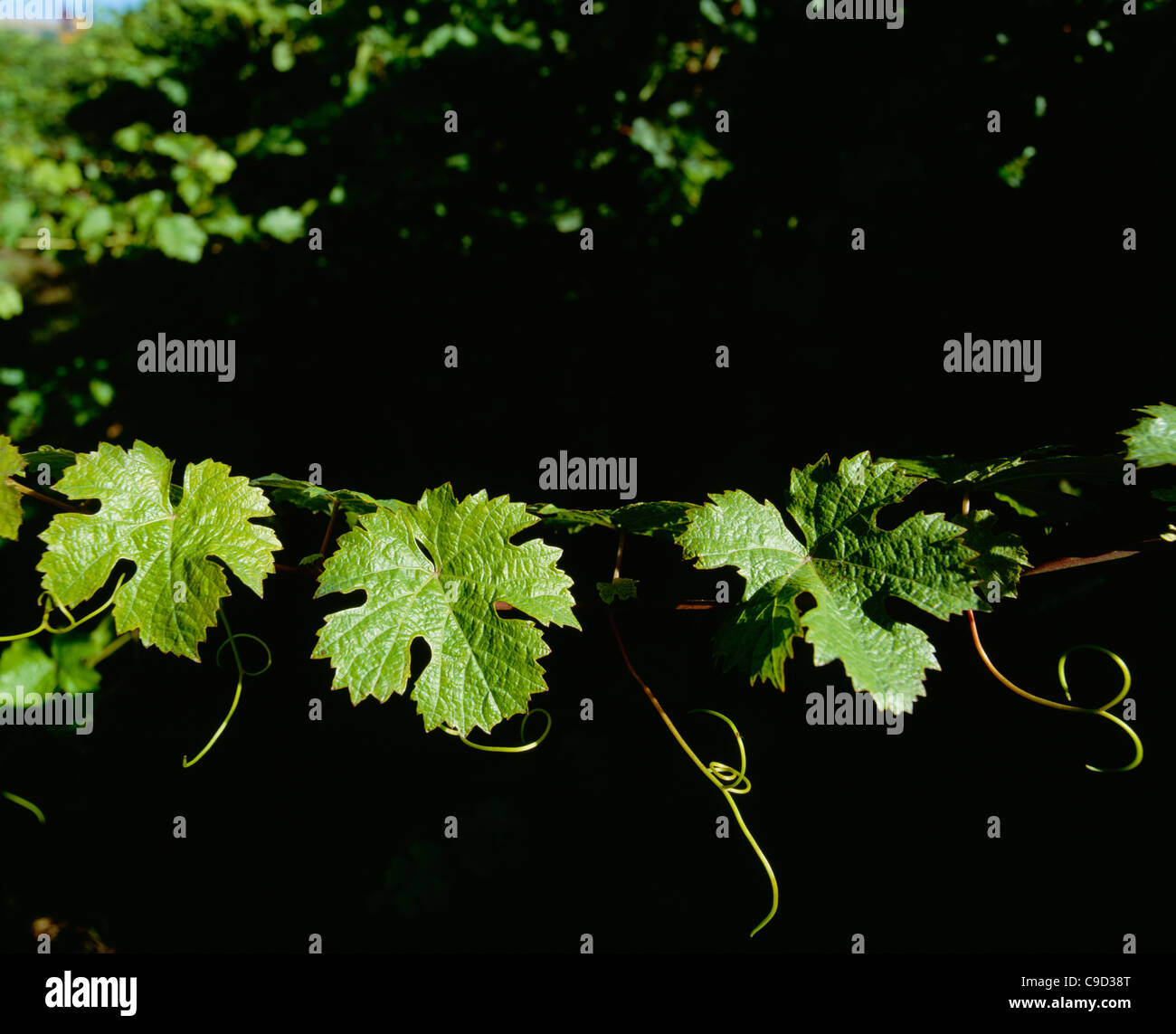 Leaves of Riesling grape vines Stock Photo - Alamy
