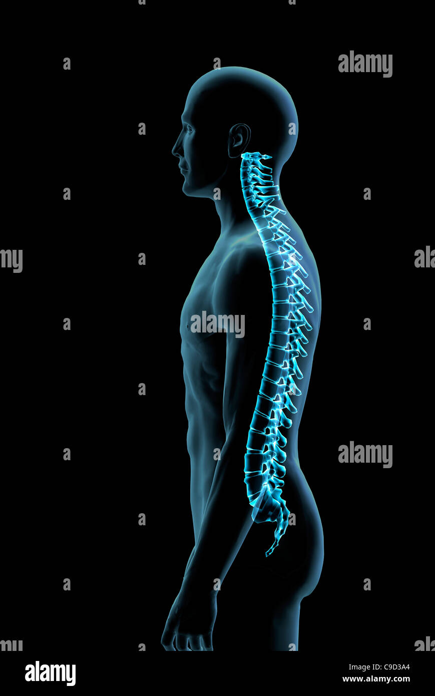 Male spine side view in blue X-ray, Digitally Generated Image by Hank ...