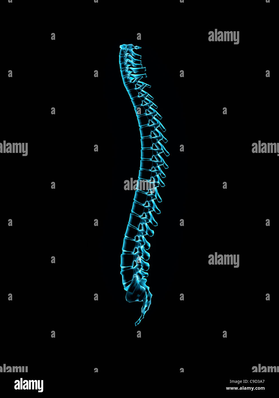 Male spine side view in blue X-ray 2, Digitally Generated Image by Hank ...