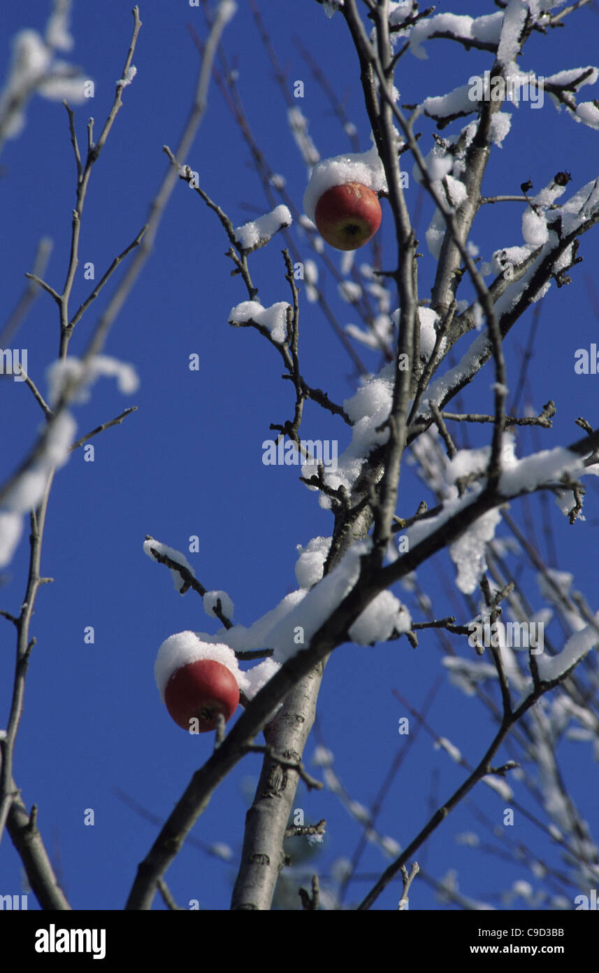 Ice on an apple tree Stock Photo - Alamy