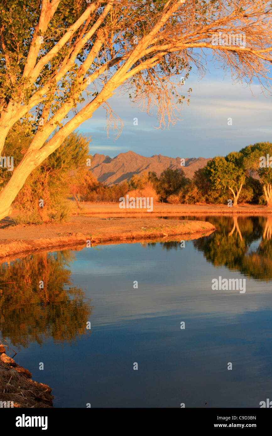 USA, Arizona, Yuma, Fortuna Pond at sunset Stock Photo - Alamy