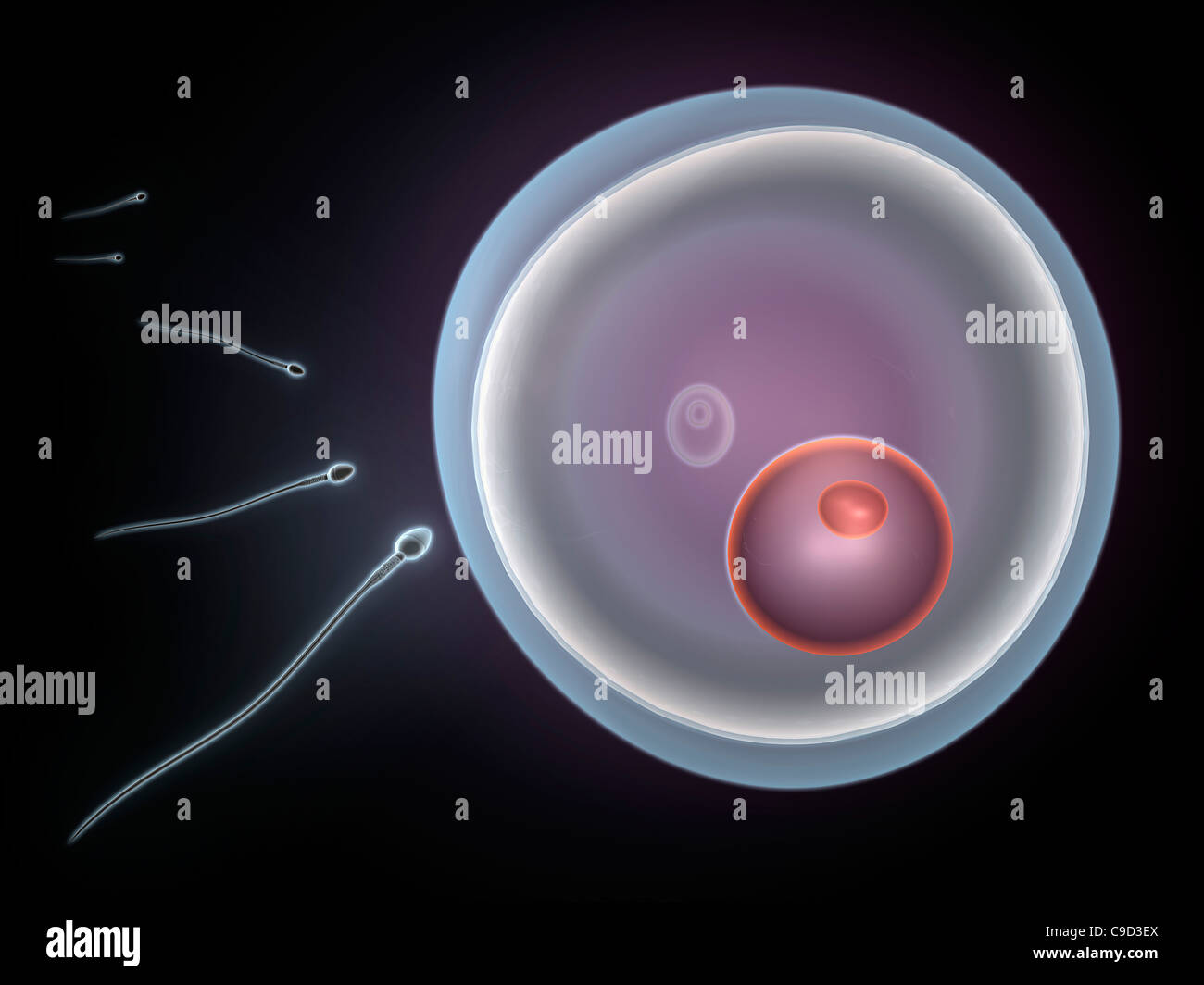 Rainbow colored sperm encircle egg cell Stock Photo - Alamy