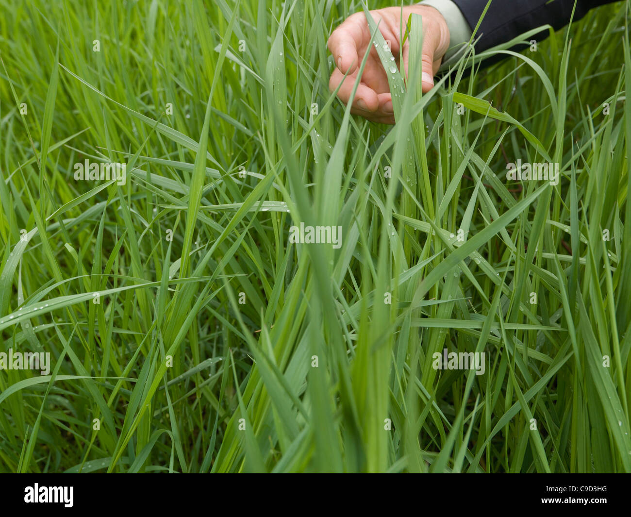 Canada, Alberta, Businessman touching dewy grass fronds Stock Photo - Alamy
