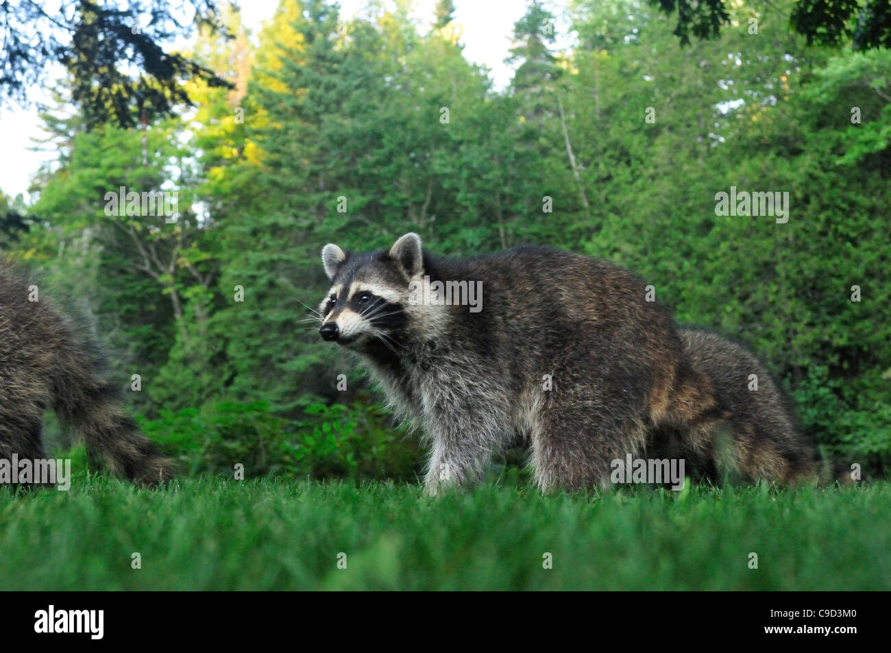 Three raccoons hi-res stock photography and images - Alamy
