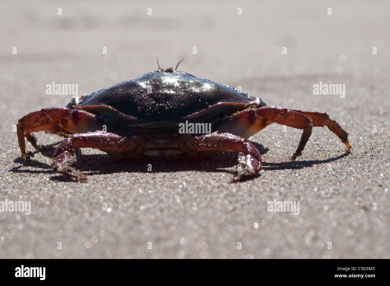 Crab crawling on the beach Stock Photo - Alamy
