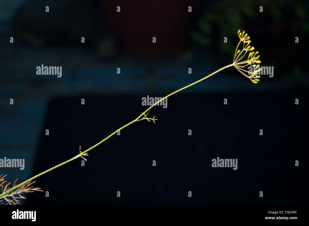 Close-up of a growing plant Stock Photo - Alamy