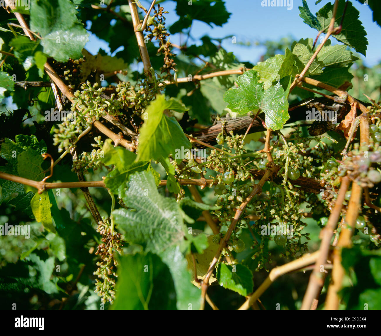 Grape clusters after grapes have been striped by harvesting machines ...
