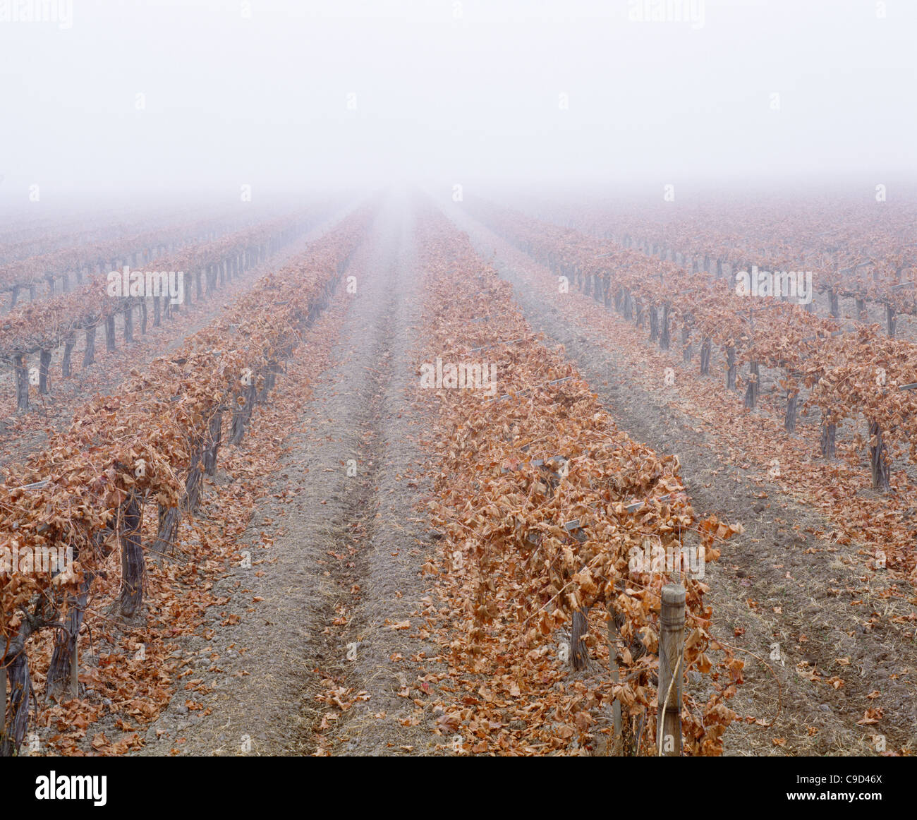 Unpruned grape vines in winter hi-res stock photography and images - Alamy