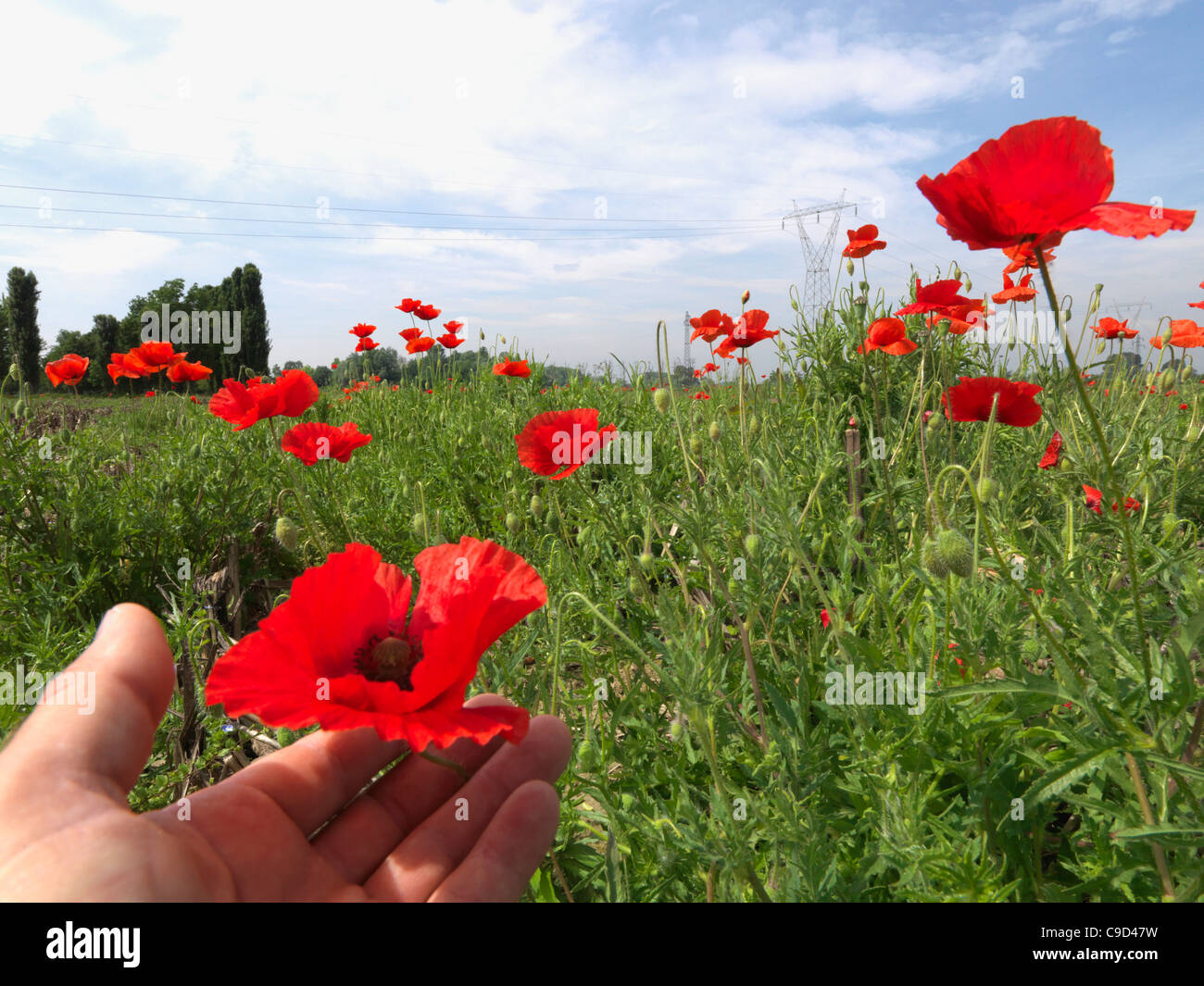 Poppy in hand hi-res stock photography and images - Alamy