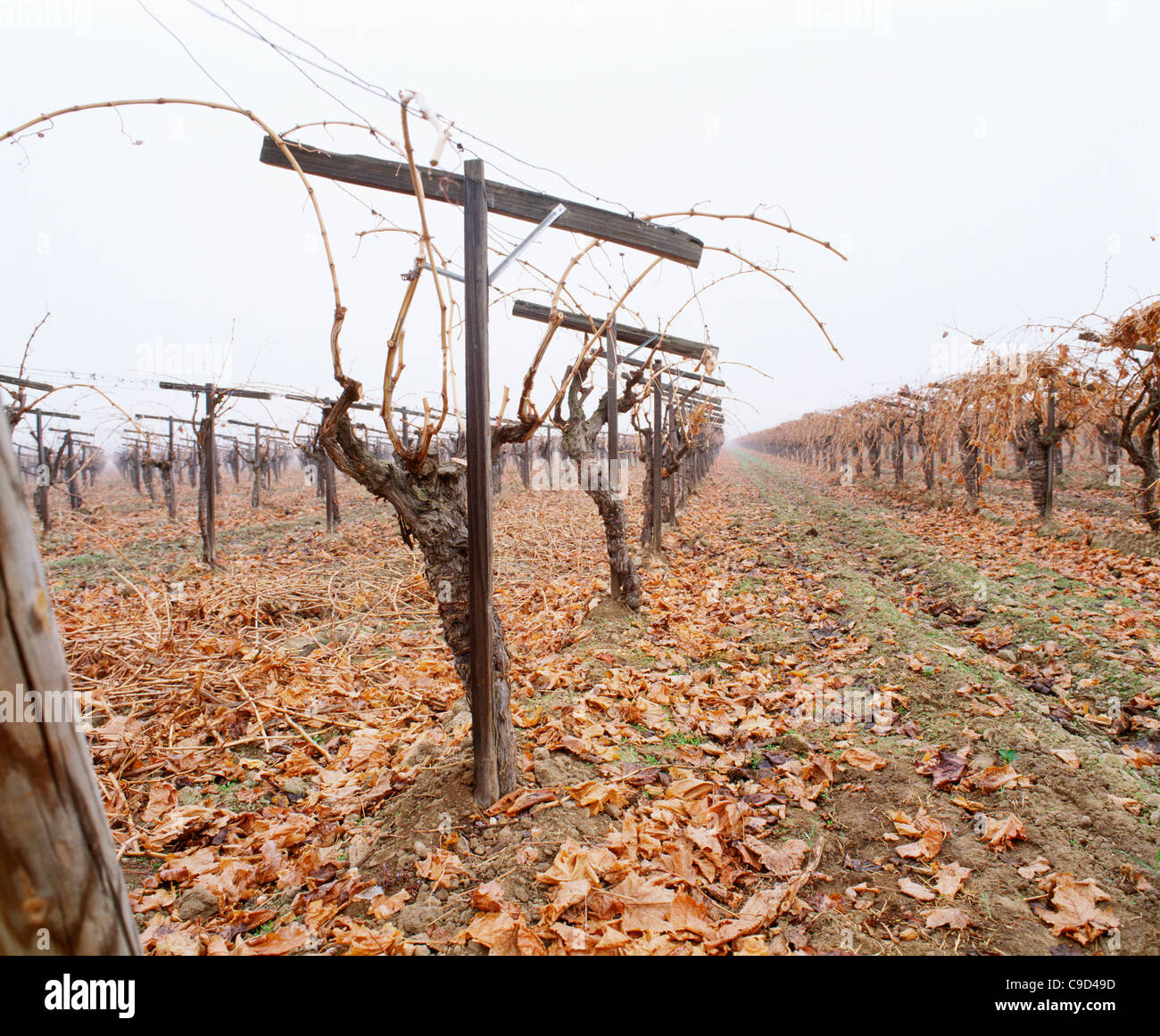 Pruned grapevine winter hi-res stock photography and images - Alamy