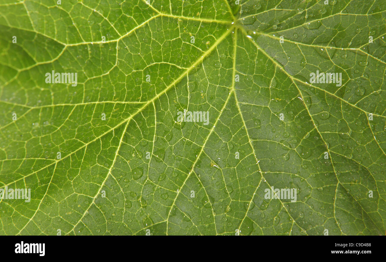 Macro fig leaf hi-res stock photography and images - Alamy