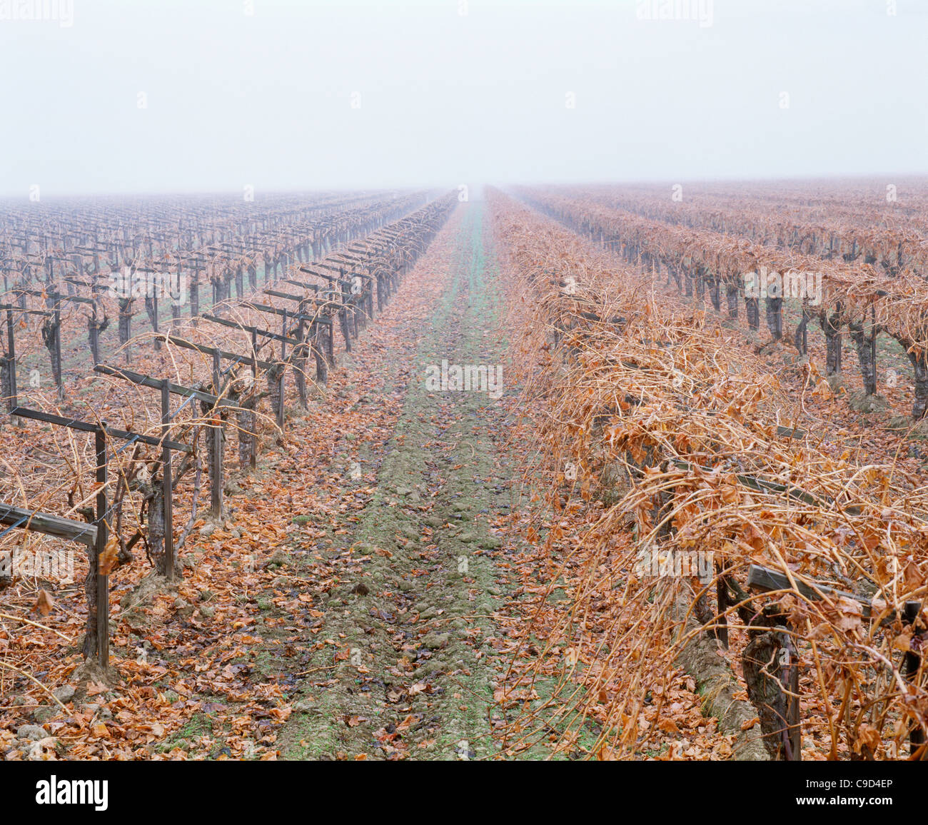 Unpruned grape vines in winter hi-res stock photography and images - Alamy